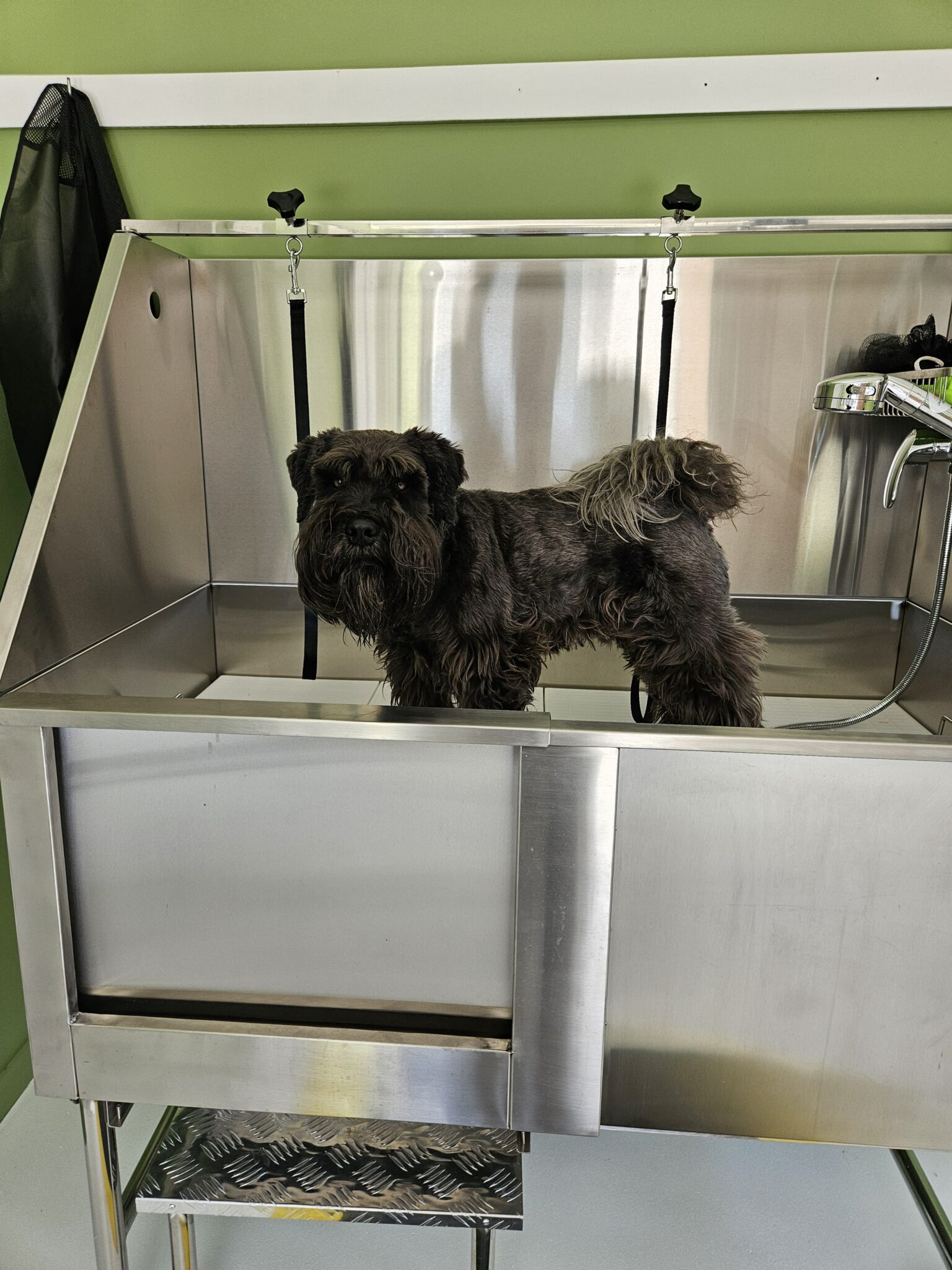 Paws at the View Dog Grooming – Grooming with a View, Tail-Wagging Results
